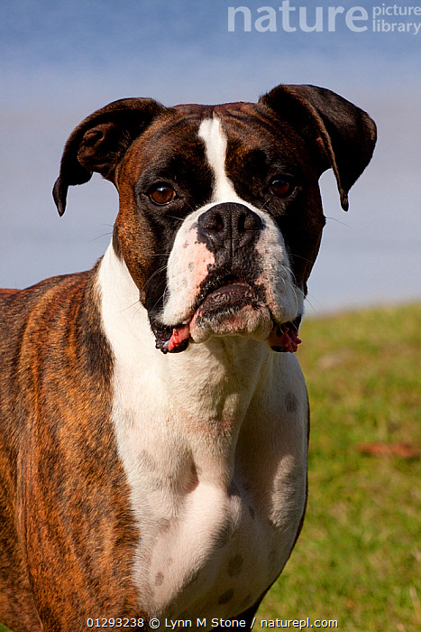 Stock photo of Portrait of male Boxer, light brindle coloured with ...