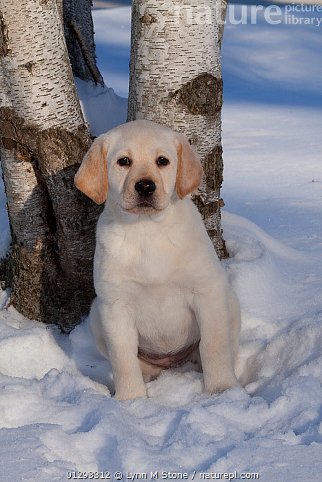 Stock photo of Portrait of Labrador Retriever puppy (10 weeks old ...