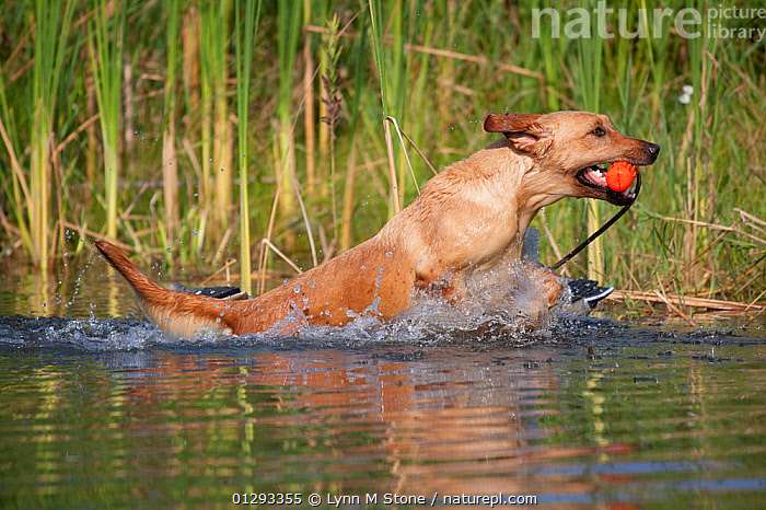 Stock photo of Yellow Labrador Retriever with orange training bumper ...