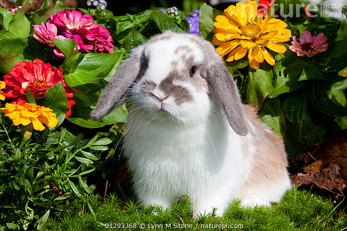 Stock photo of Portrait of brown and white coated Holland Lop eared ...