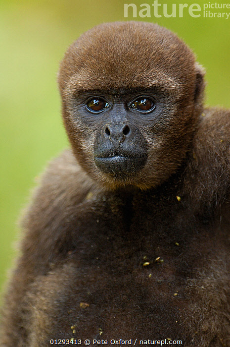 Stock photo of Head portrait of Common Woolly monkey (Lagothrix ...