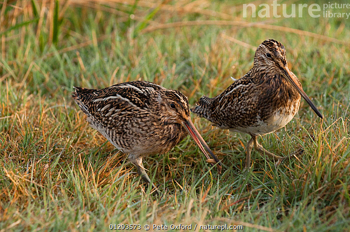 Stock photo of Pair of Magellanic Snipes (Gallinago magellanica ...