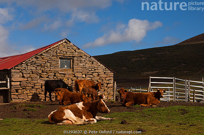 Stock photo of Cattle in field with barn, on farming settlement ...