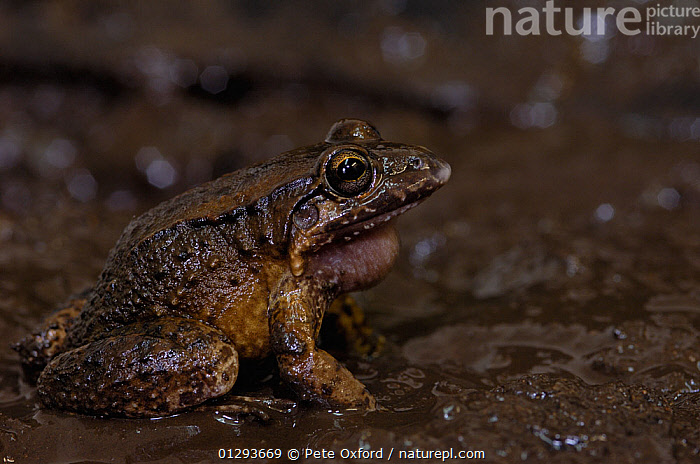 Stock photo of Coastal mud frog (Leptodactylus ventrimaculatus) in mud ...