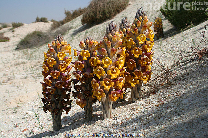 Stock photo of Desert hyacinth (Cistanche tubulosa) parasitic plant ...
