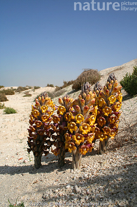 Stock photo of Desert hyacinth (Cistanche tubulosa) parasitic plant ...
