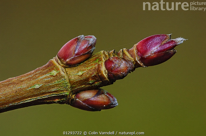Stock photo of Close up of Field maple buds (Acer campestre) Dorset ...