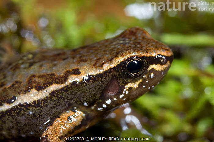 Stock photo of Quito Rocket Frog or Waterfall Rocket Frog (Colostethus ...