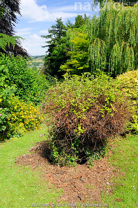 Stock photo of Red tailed bumblebee (Bombus lapidarius) nest excavated ...