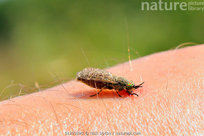 Stock photo of Sequence 4 / 4. Cleg fly / Horsefly (Haematopa pluvialis ...