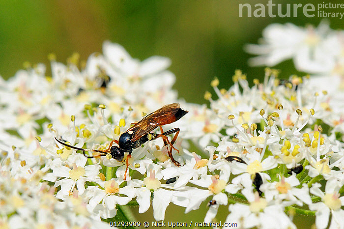 Stock photo of Ichneumon wasp (Ichneumon emancipatus) a parasitoid of ...