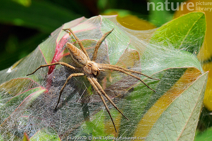 Stock photo of Female Nursery web spider (Pisaura mirabilis) guarding ...