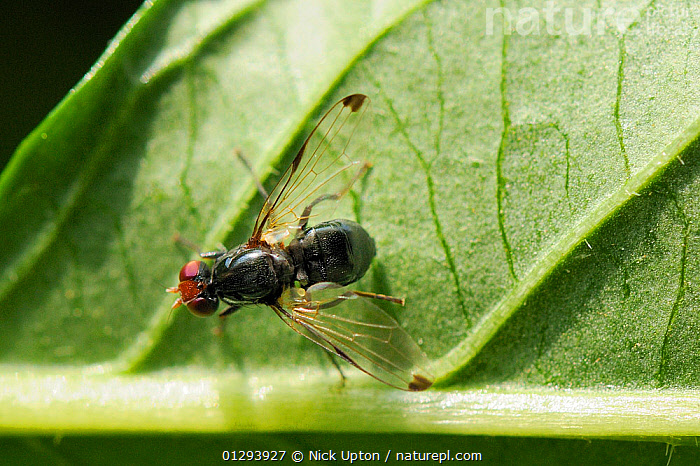Stock photo of Picture-winged fly (Seioptera vibrans) displaying by ...