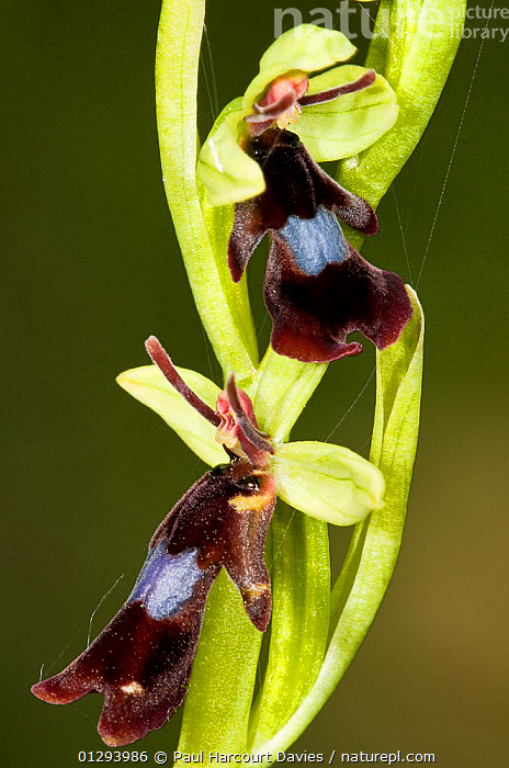 Stock photo of Flowers of Fly orchid (Ophrys insectifera) showing fly ...