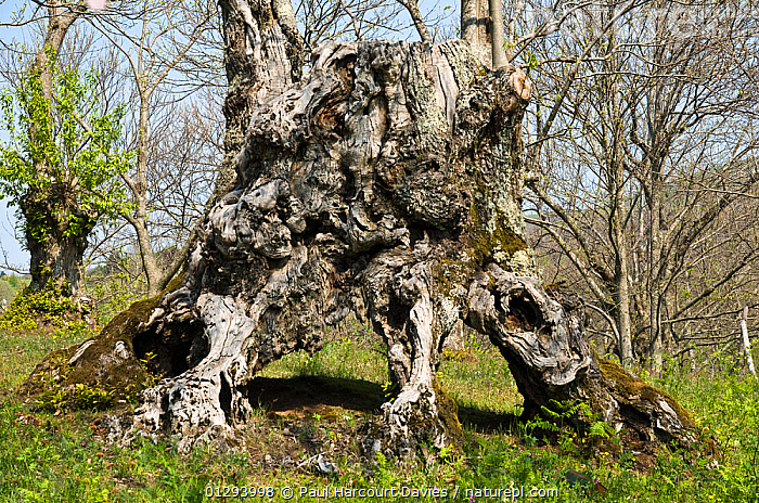 Stock photo of Ancient Sweet chestnut tree (Castanea sativa) in ...