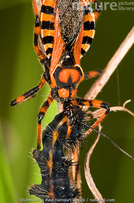 Stock photo of Assassin bug (Rhinocoris iracundus) feeding on moth ...