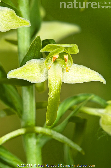 Stock photo of Greater butterfly orchid (Platanthera chlorantha ...