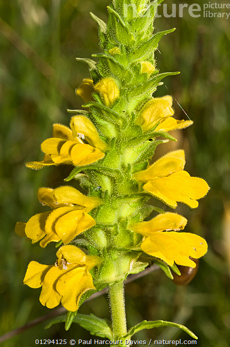 Stock photo of Yellow bartsia (Parentucellia viscosa) in flower, semi ...