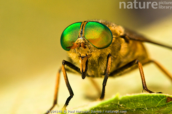 Stock photo of Large Horsefly (Tabanus bovinus) showing reflective eyes ...