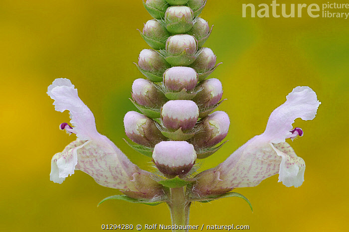 Stock photo of Close up of Rattlesnake flower (Brazoria truncata ...