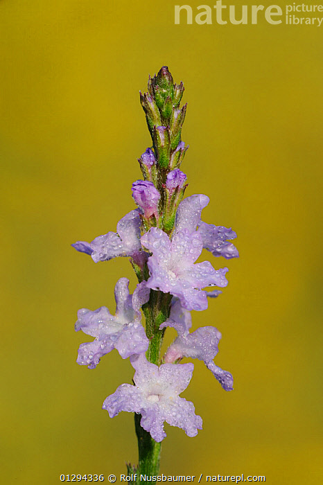 Stock photo of Texas vervain (Verbena halei) flowering, with petals ...