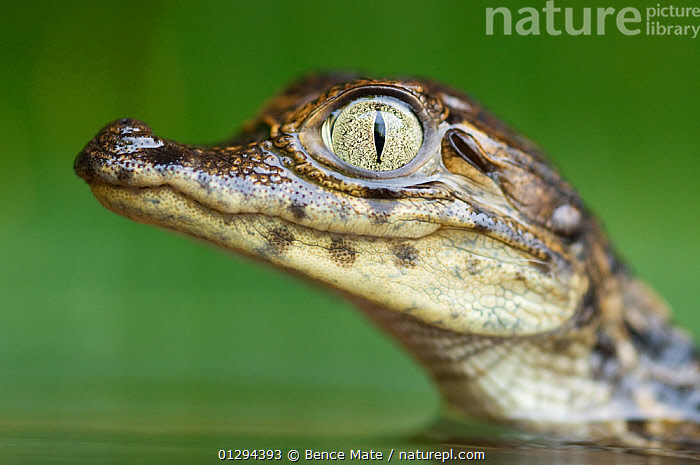 Stock photo of Head portrait of young Spectacled caiman (Caiman ...