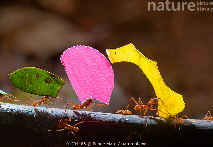 Stock photo of Leaf cutter ants (Atta cephalotes) carrying sections of ...