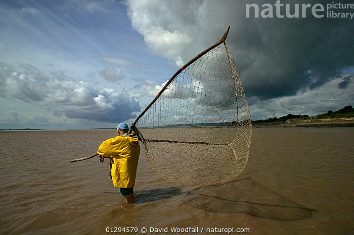 Stock photo of Traditional lave net fisherman (a method dating back at ...
