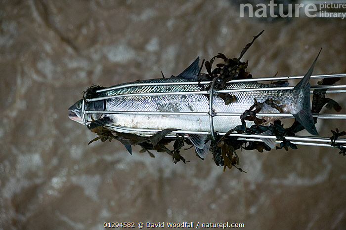 Stock photo of Female Atlantic salmon (Salmo salar) caught in funnel of ...