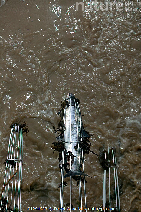 Stock photo of Female Atlantic salmon (Salmo salar) caught in funnel of ...