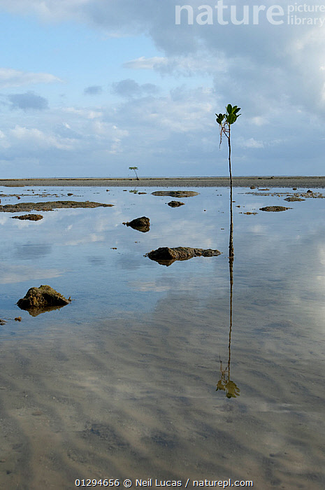 Stock photo of Red mangrove (Rhizophora mangle) young sapling with ...