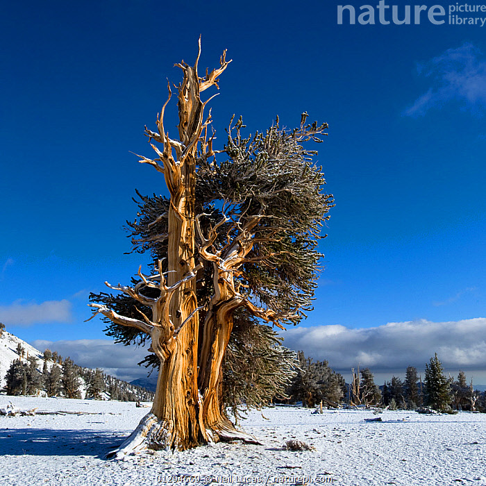 Stock photo of Bristlecone pine trees (Pinus longaeva) in mountainous ...