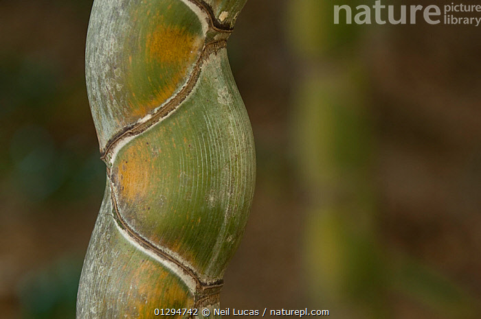 Stock photo of Tortoise shell bamboo (Phyllostachys heterocycla)stems ...