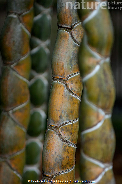 Stock photo of Tortoise shell bamboo (Phyllostachys heterocycla)stems ...