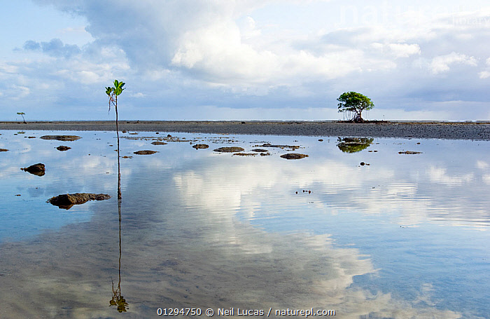 Stock photo of Red mangrove (Rhizophora mangle) sapling on beach, with ...