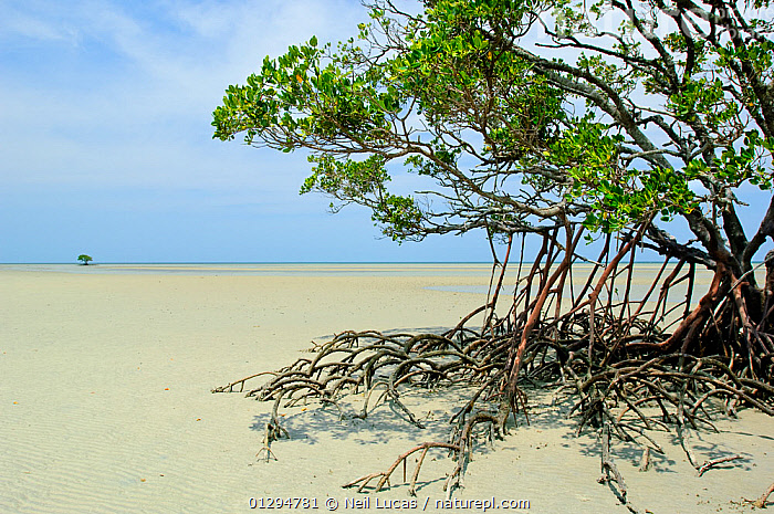Stock photo of Red mangrove (Rhizophora mangle) on beach at low tide ...
