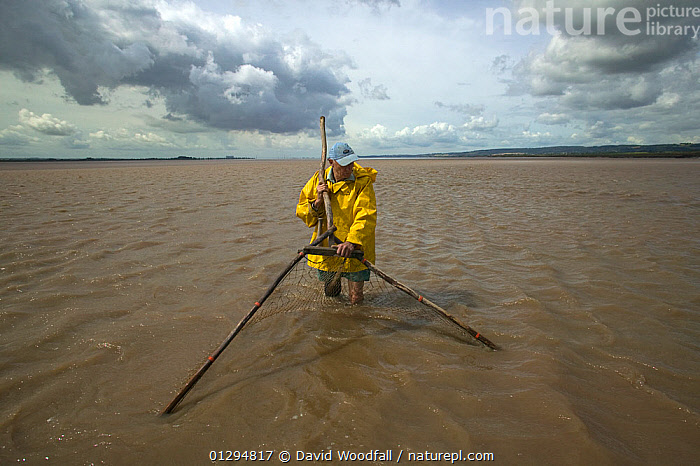 Stock photo of Traditional lave net fisherman (a method dating back at ...