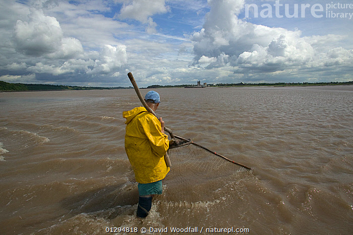 Stock photo of Traditional lave net fisherman (a method dating back at ...
