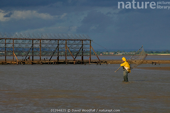 Stock photo of Lave net fisherman fishing for Salmon (Salmo salar) in ...