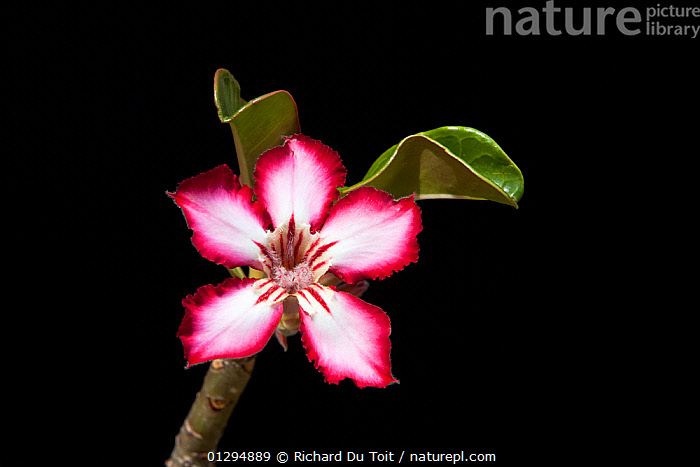 Stock photo of Impala lily flower (Adenium multiflorum) Sabi Sand GR ...