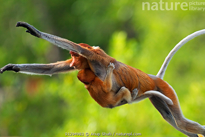 Stock photo of Female Proboscis monkey (Nasalis larvatus) carrying a ...