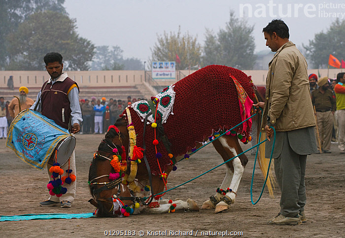 Stock photo of A Sikh makes his Nukra horse dance and kneel to the ...