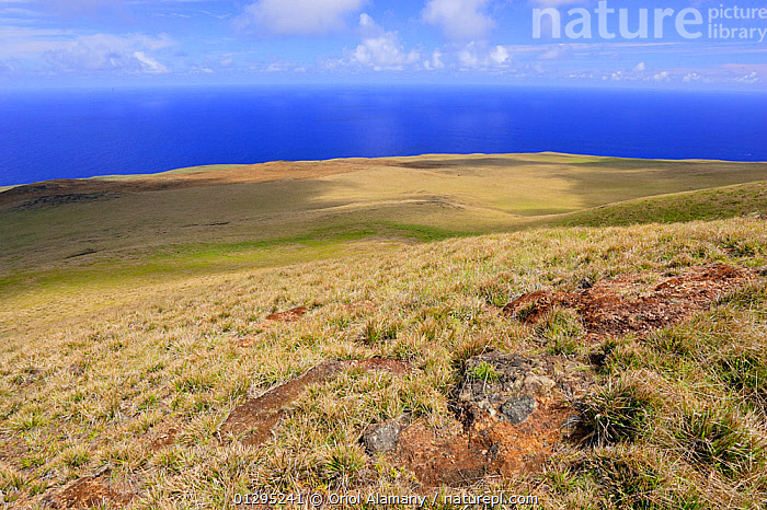 Stock photo of Grasslands on the Maunga Terevaka volcano summit and ...