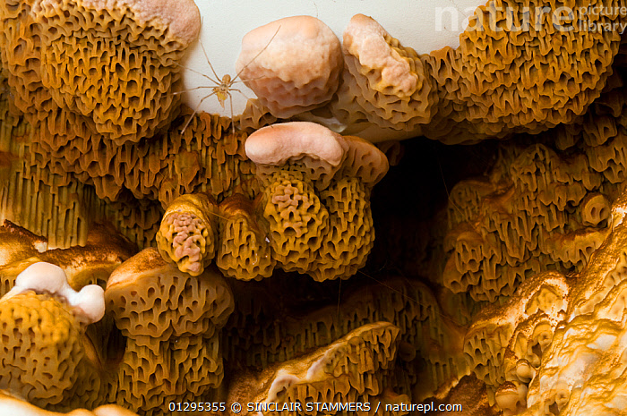 Stock photo of Dry rot (Serpula lacrymans) fungus. These are incredibly ...