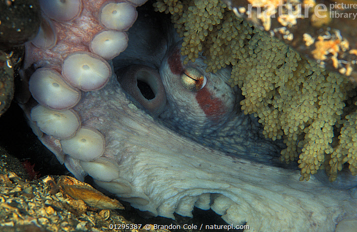 Octopus Eggs