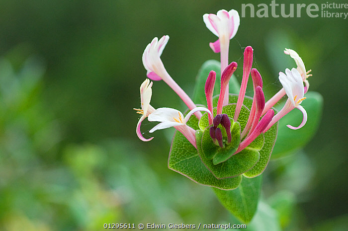 Stock photo of Evergreen honeysuckle (Lonicera implexa) flowers ...