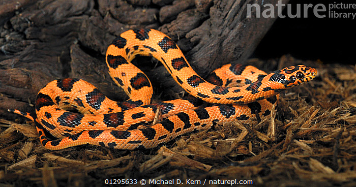 Stock photo of Variable / Thayer's kingsnake (Lampropeltis mexicana ...