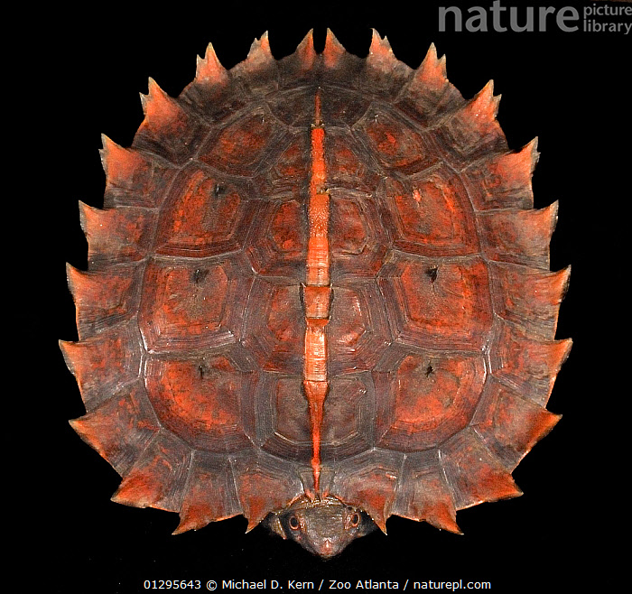 Stock photo of Malay spiny turtle (Heosemys spinosa) captive ...
