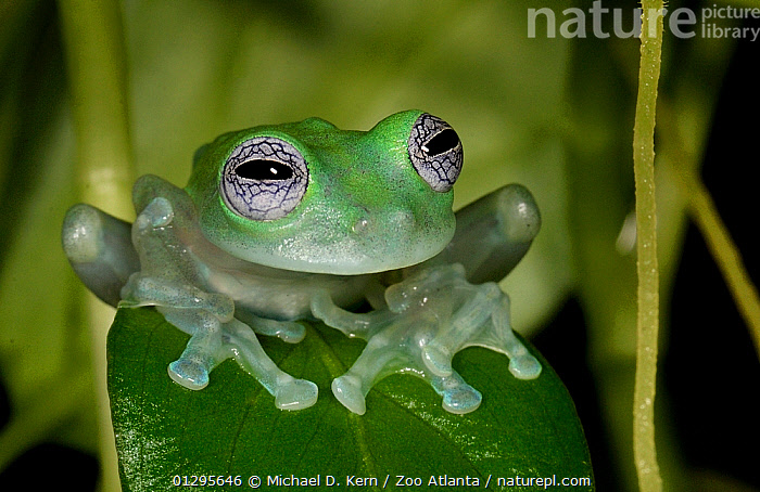 Stock photo of White-spotted leaf frog (Cochranella albomaculata ...