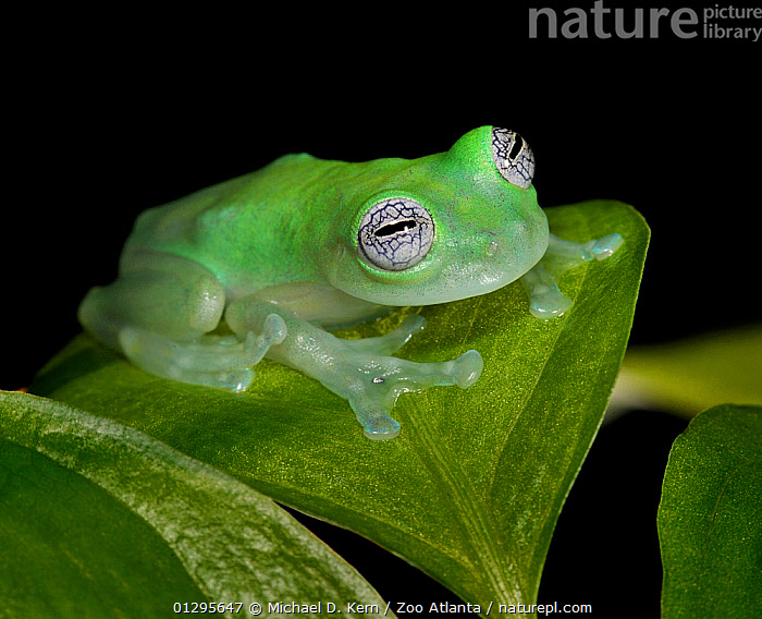 Stock photo of White-spotted leaf frog (Cochranella albomaculata ...